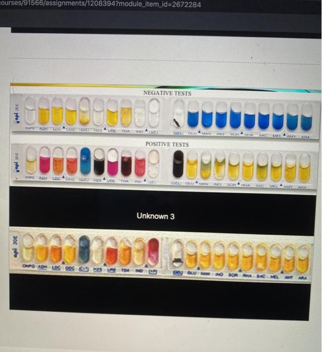 Name API 20E Lab Answer Sheet 1. What was your API | Chegg.com