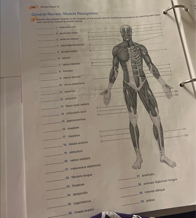 Solved General Review: Muscle Recognition with ond of the | Chegg.com