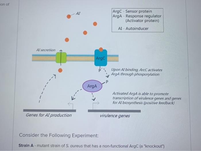 Solved ion of ΑΙ ArgC - Sensor protein ArgA - Response | Chegg.com