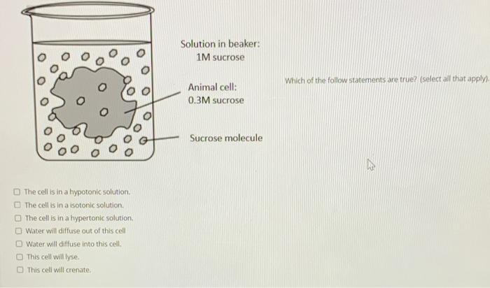 Solved Solution in beaker: 1M sucrose Which of the follow | Chegg.com