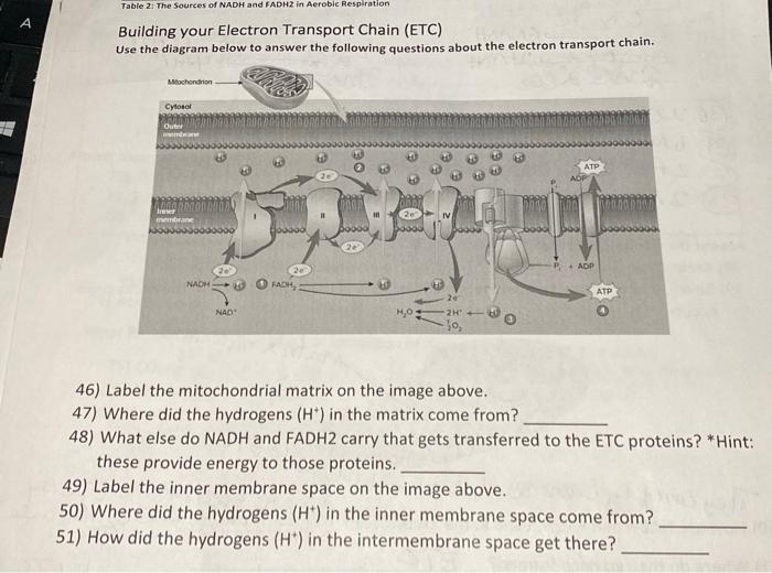 Nadh2 And Fadh2 Electron Transport Chain