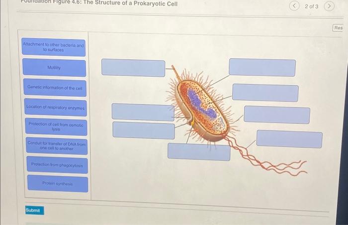 Solved Figure 4.6: The Structure of a Prokaryotic Cell | Chegg.com