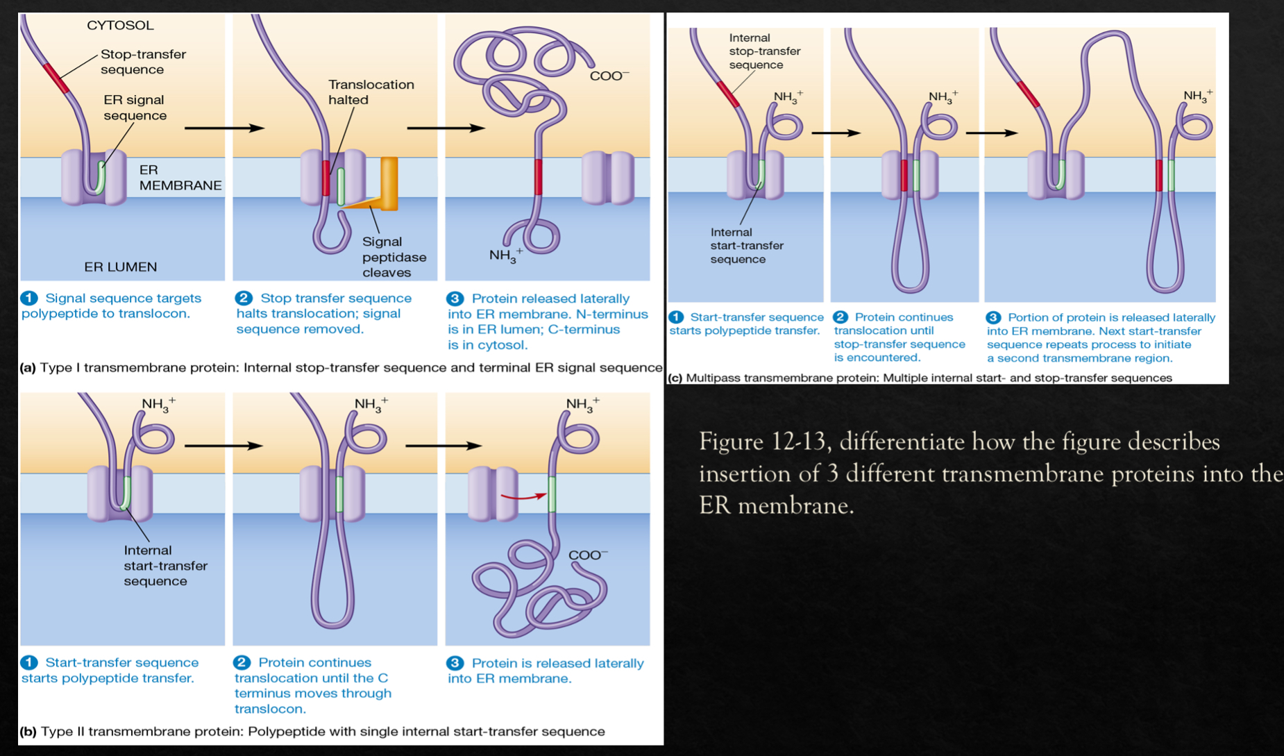 Solved (1) ﻿Signal sequence targets polypeptide to | Chegg.com