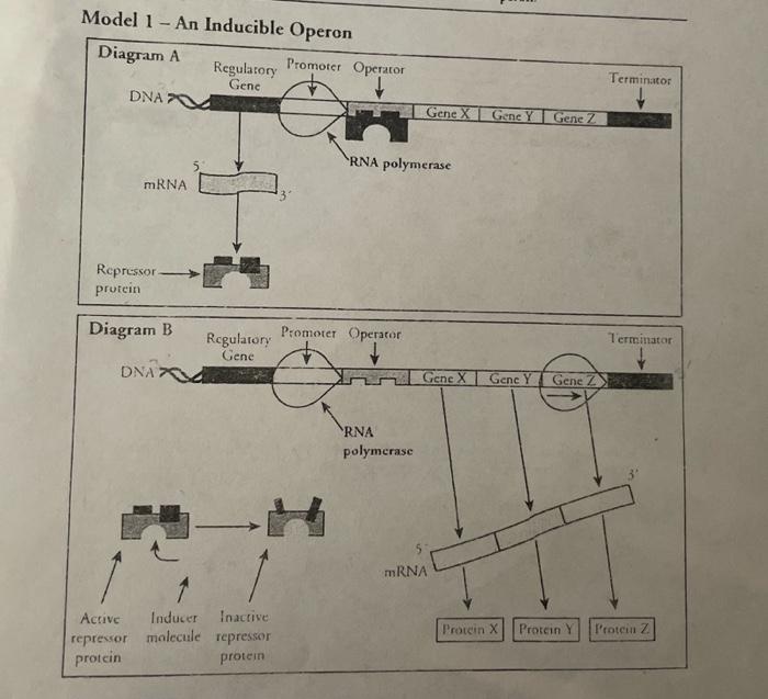 Solved 27. Some operons have both a positive and negative | Chegg.com