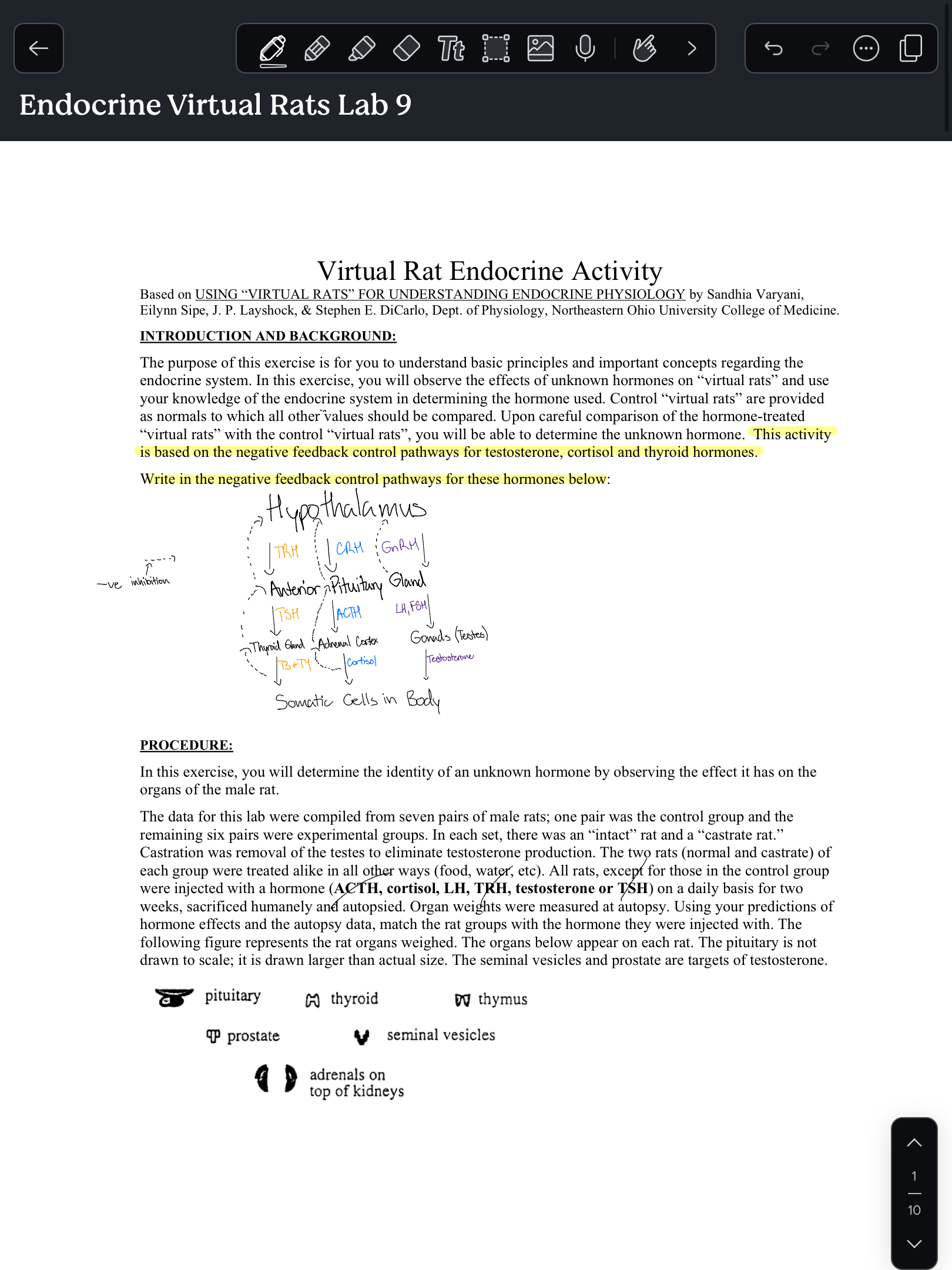 Solved Based on USING "VIRTUAL RATS" FOR UNDERSTANDING | Chegg.com