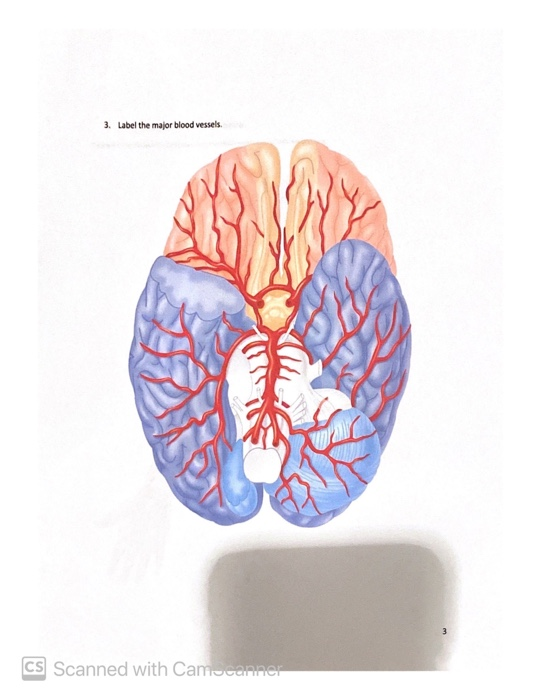 Solved 2. Label the major blood vessels. 2 CS Scanned with | Chegg.com