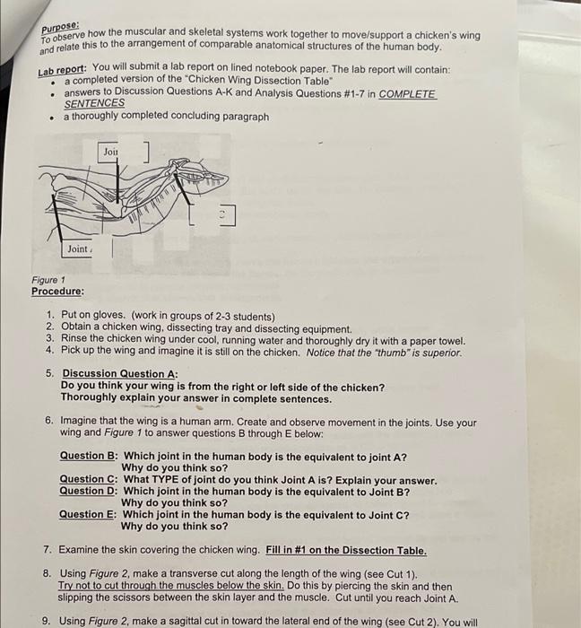 Purpose: po observe how the muscular and skeletal | Chegg.com