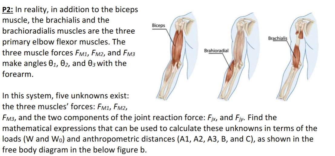P2: In ﻿reality, in ﻿addition to ﻿the bicepsmuscle, | Chegg.com