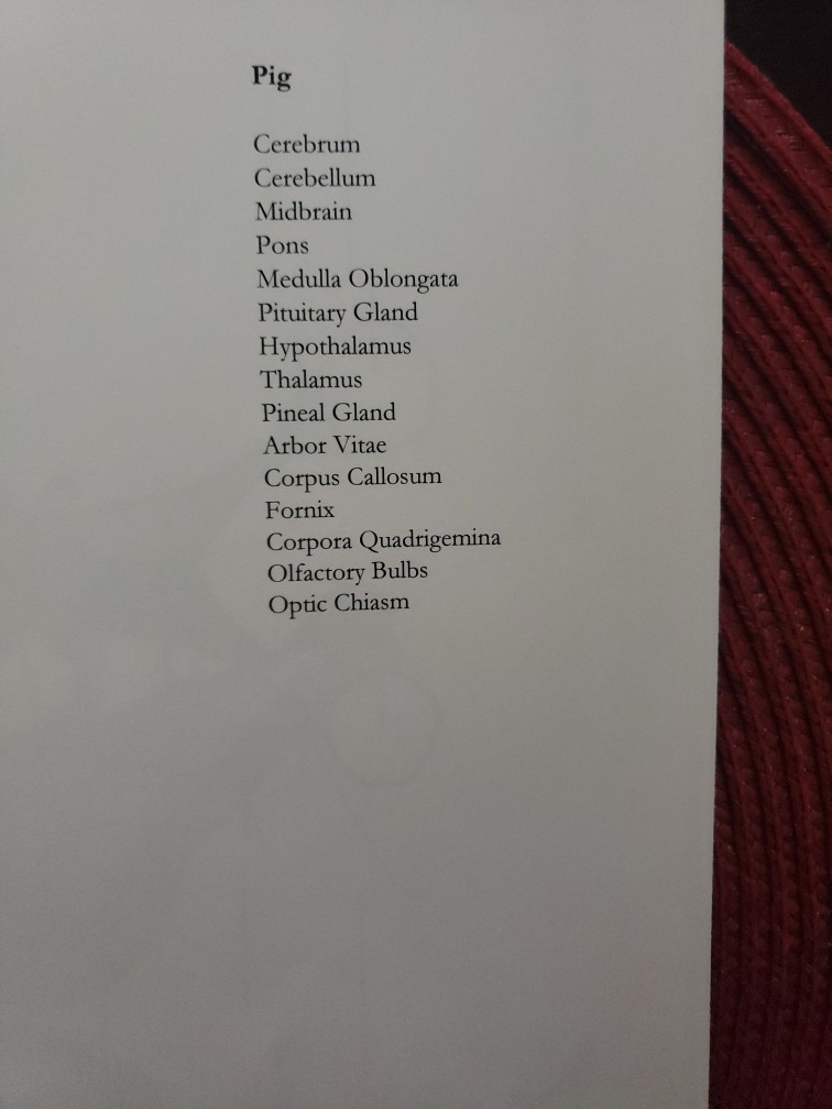 Solved Pig Cerebrum Cerebellum Midbrain Pons Medulla | Chegg.com