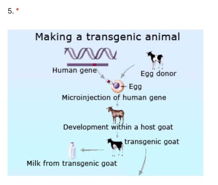 Solved Analyze the given image of making a transgenic | Chegg.com