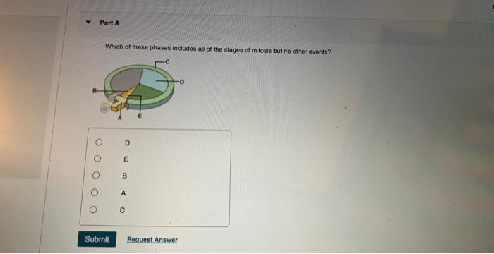 Solved Which of these phases includes all of the stages of | Chegg.com