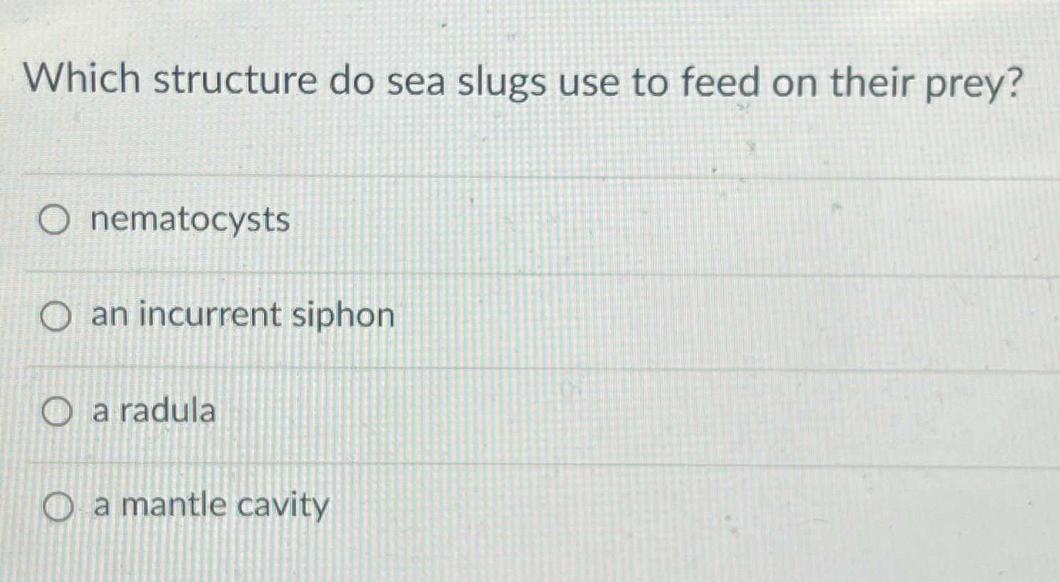 Solved Which structure do sea slugs use to feed on their | Chegg.com