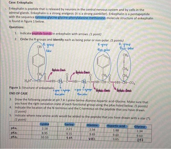 Solved Case: Enkephalin Enkephalin is peptide that is | Chegg.com