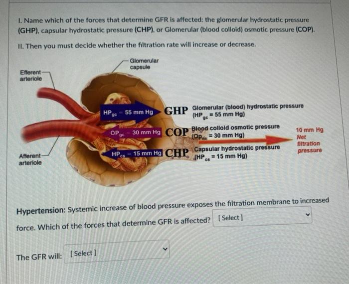 Solved 1. Name which of the forces that determine GFR is | Chegg.com