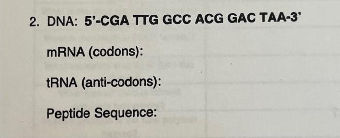 Solved 2. DNA: 5'-CGA TTG GCC ACG GAC TAA-3' mRNA (codons): | Chegg.com