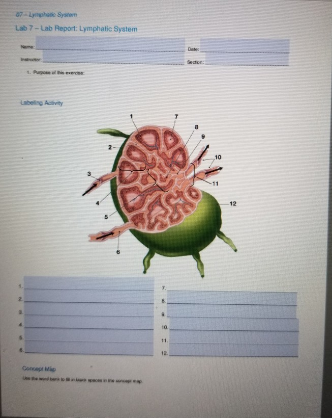 Solved 07-Lymphatic System Lab 7 - Lab Report: Lymphatic | Chegg.com