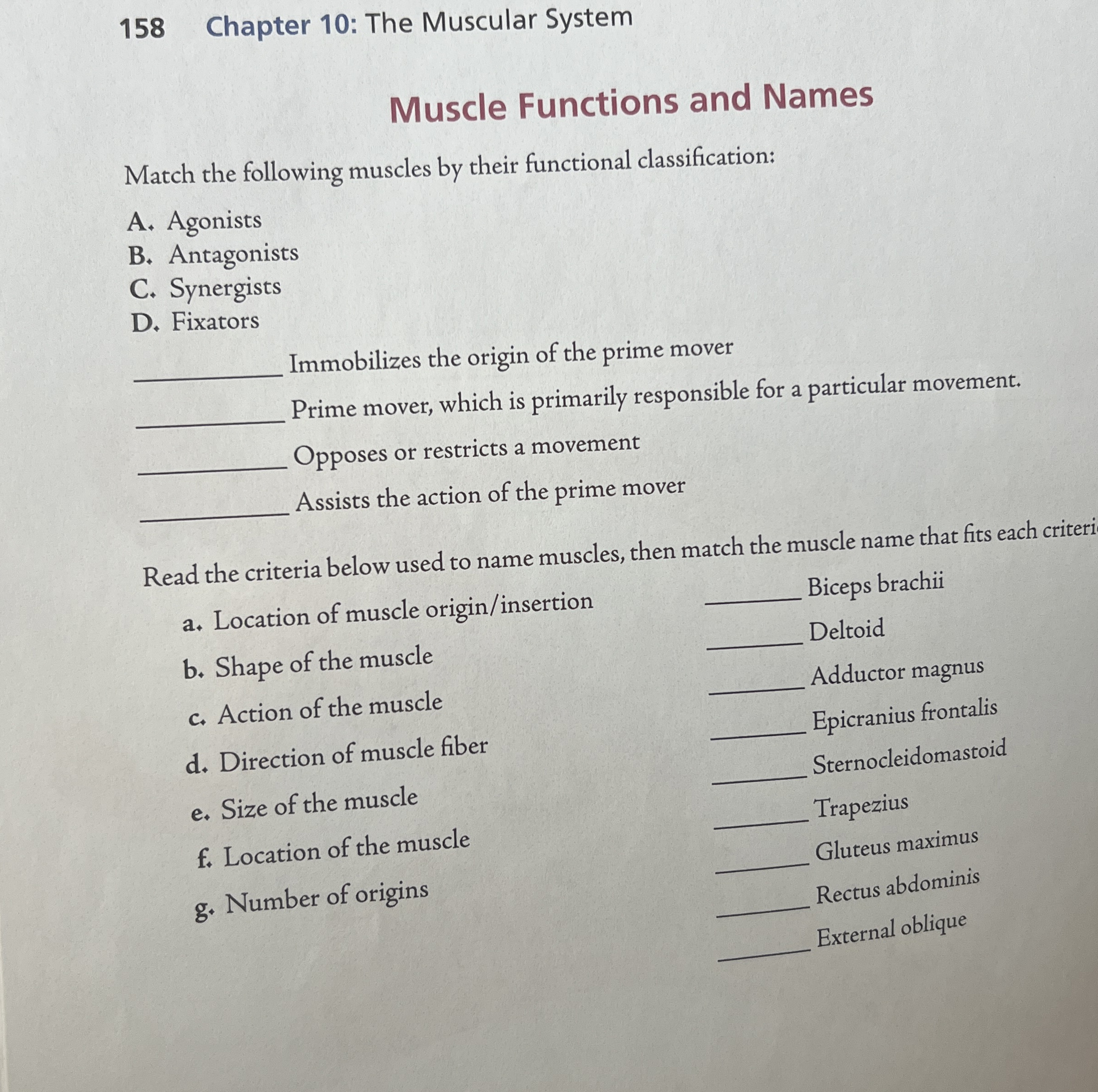 Solved How to solve 158Chapter 10: The Muscular SystemMuscle | Chegg.com