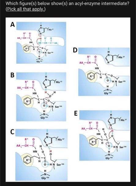 Solved Which figure(s) below show(s) an acyl-enzyme | Chegg.com