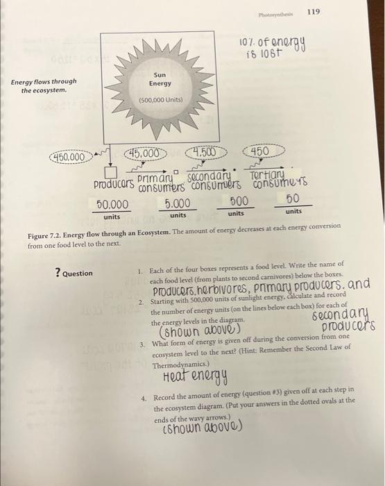 Solved thes he ght nergy. Energy in Plants The process of | Chegg.com
