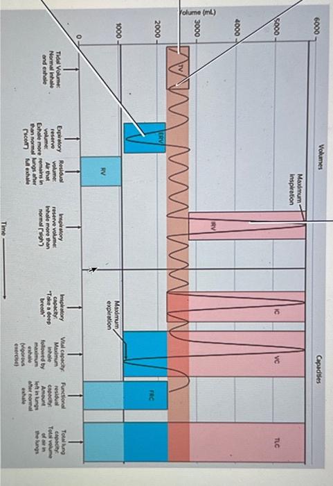Place each label to indicate the muscular activation | Chegg.com