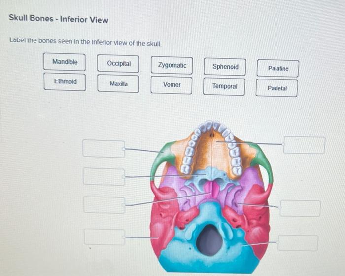 Solved Skull Bones - Inferior View Label the bones seen in | Chegg.com