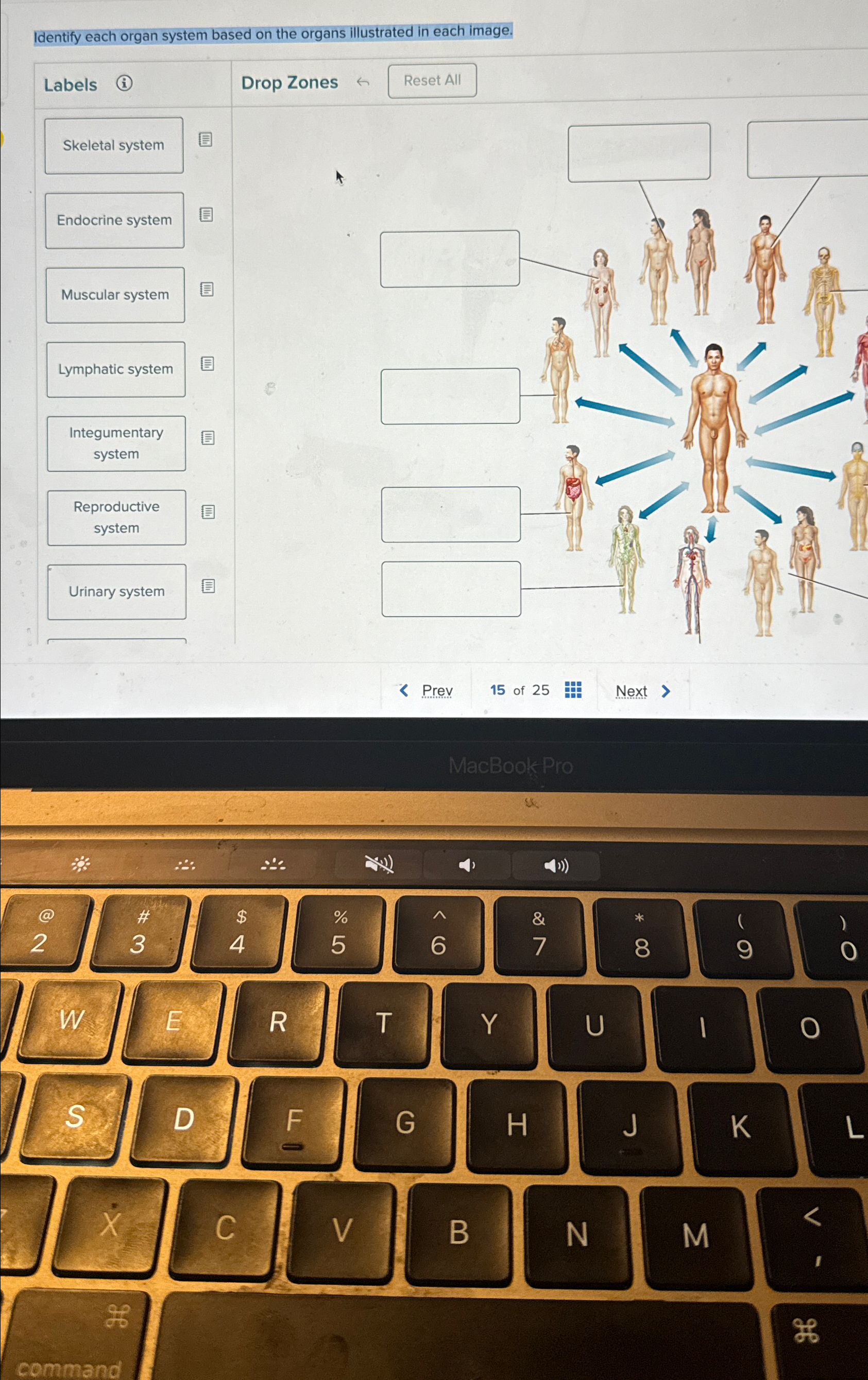 Solved Identify each organ system based on the organs | Chegg.com