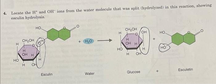 Solved 4. Locate the H* and OH ions from the water molecule | Chegg.com