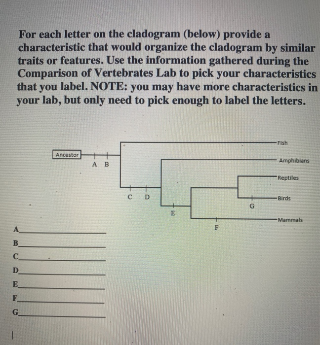 Solved For each letter on the cladogram (below) provide a | Chegg.com