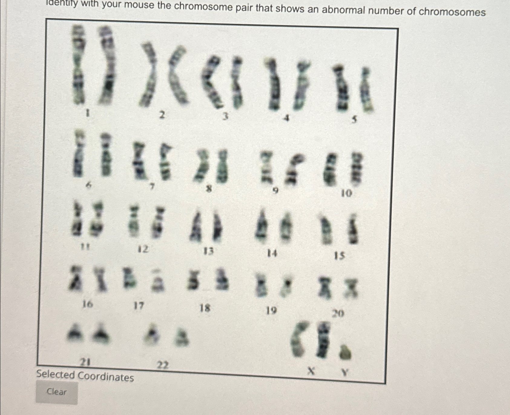 Solved Identify with your mouse the chromosome pair that | Chegg.com