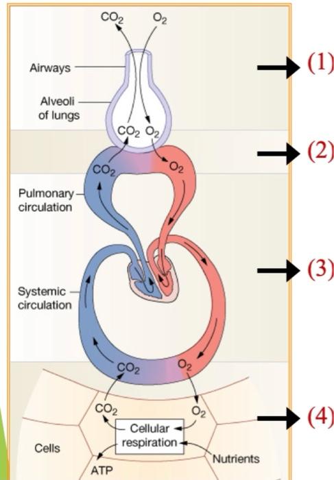 Solved The four processes of EXTERNAL respiration in order | Chegg.com