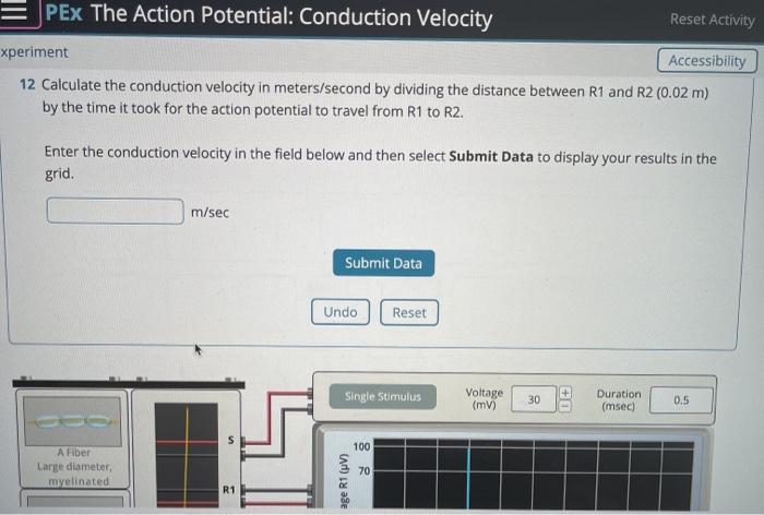 Solved PEx The Action Potential: Conduction Velocity Reset | Chegg.com