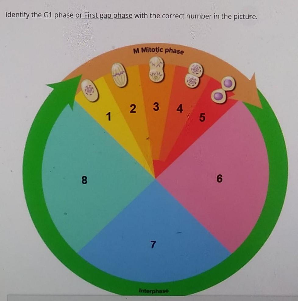 Solved Identify the G1 phase or First gap phase with the | Chegg.com