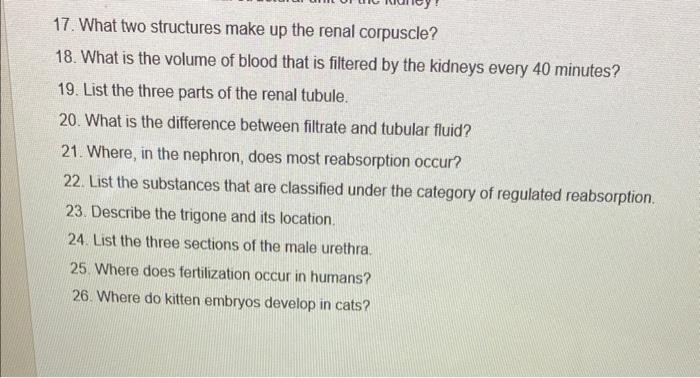 Solved 4. Major calyx 5. renal cortex Kidney Model | Chegg.com