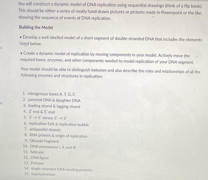 Solved You will construct a dynamic model of DNA replication | Chegg.com