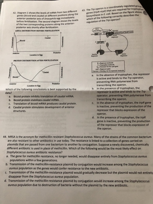 AP Biology Test on DNA Structure, DNA Function, | Chegg.com