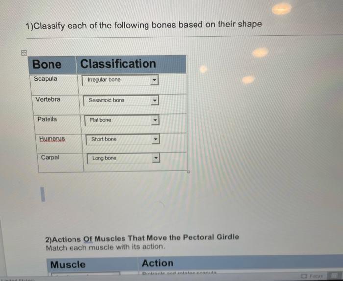 Solved 1)Classify each of the following bones based on their | Chegg.com