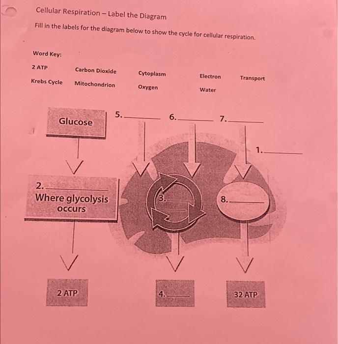 Solved Cellular Respiration - Label the Diagram Fill in the | Chegg.com