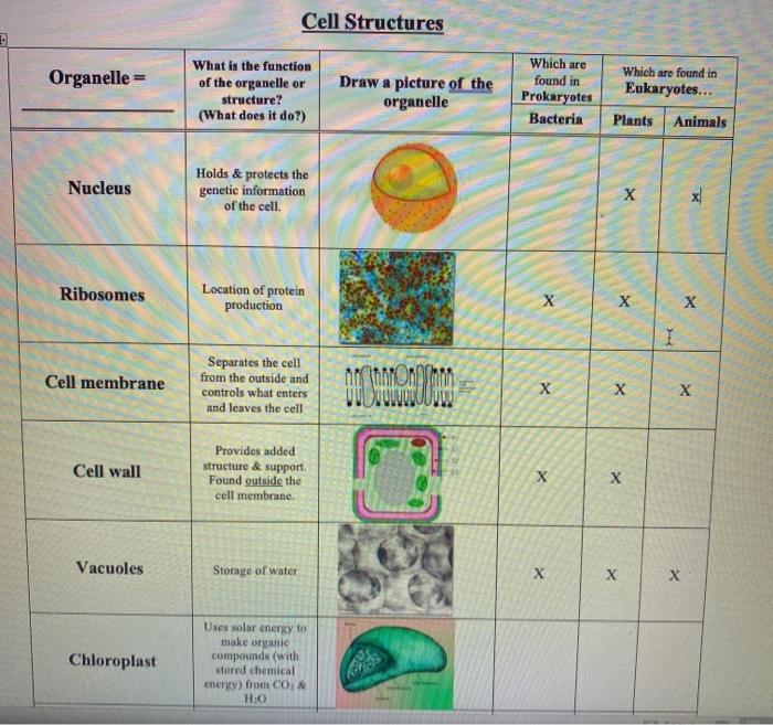 Solved Cell Structures Organelle What is the function of the | Chegg.com