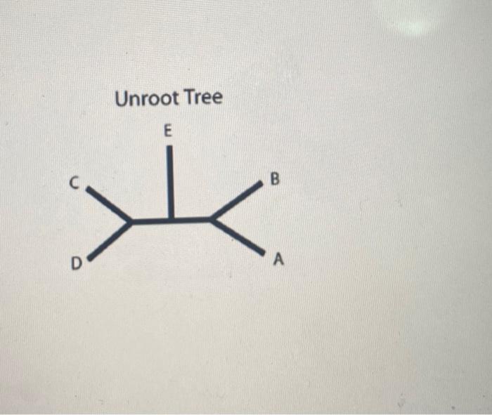 Solved Unroot Tree E B D A | Chegg.com