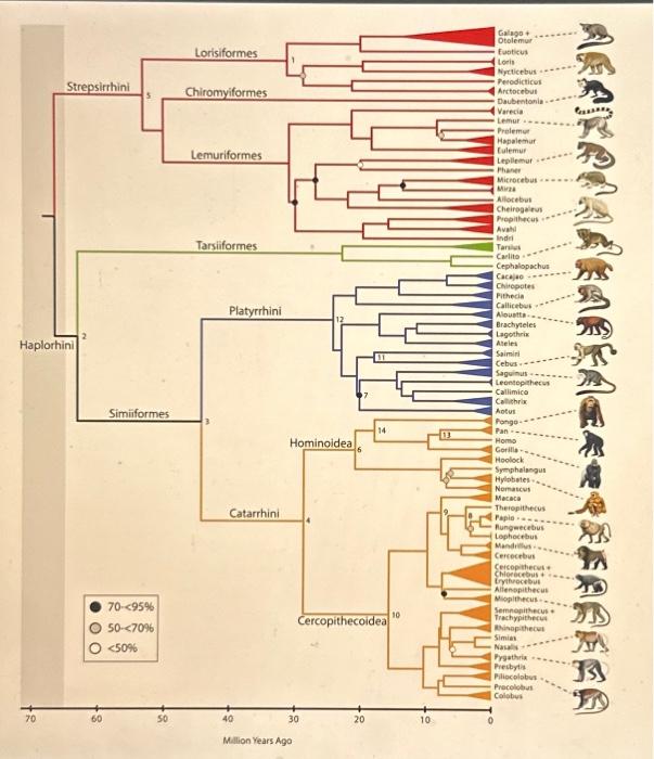 Solved This Phylogenetic Tree Shows The Relationships Among