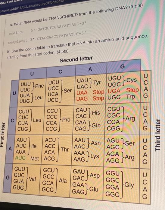 Solved A. What RNA would be TRANSCRIBED from the following | Chegg.com