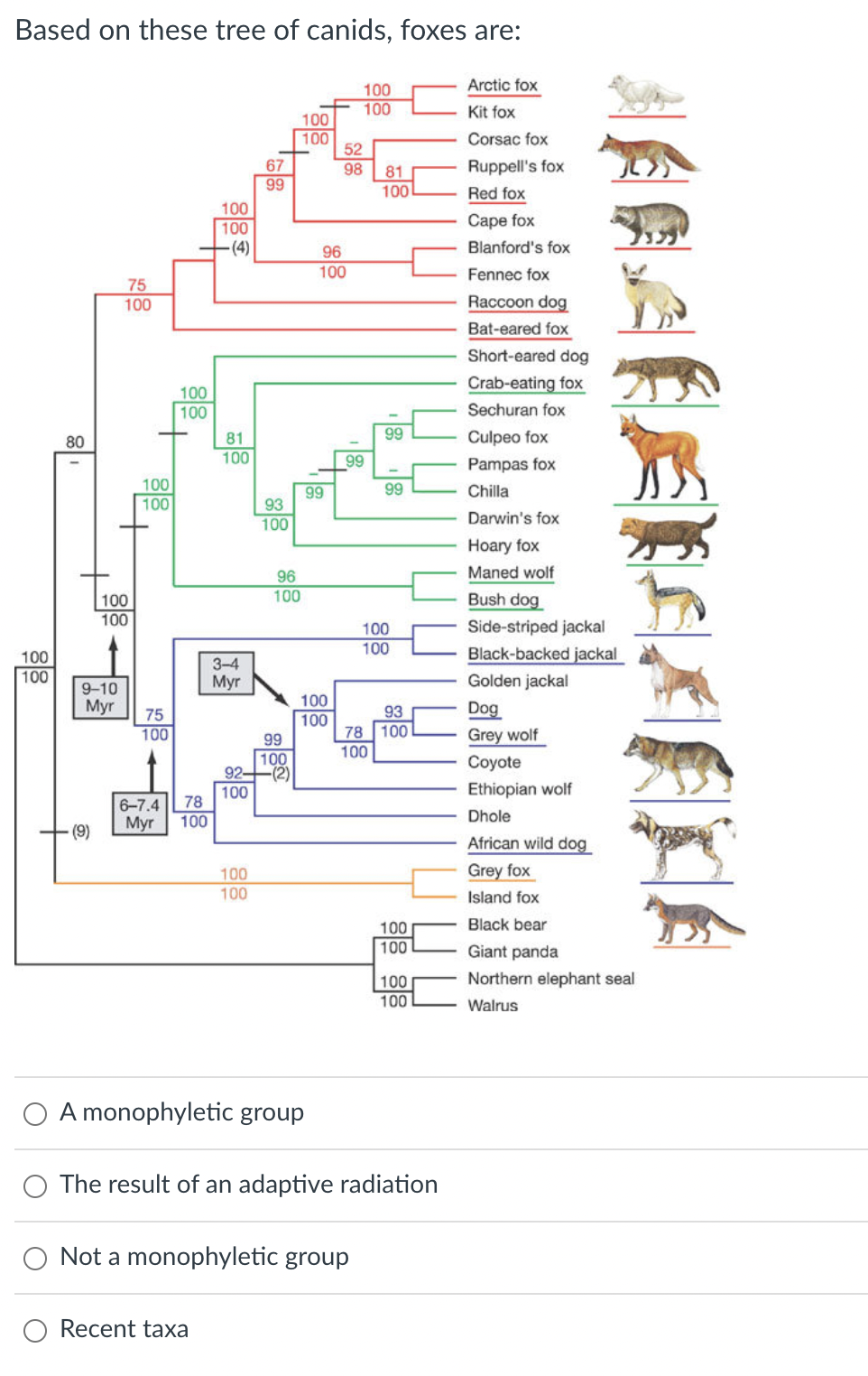 Solved Based on these tree of canids, foxes are:A | Chegg.com