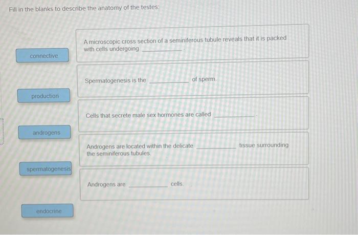 Solved Fill in the blanks to describe the anatomy of the | Chegg.com