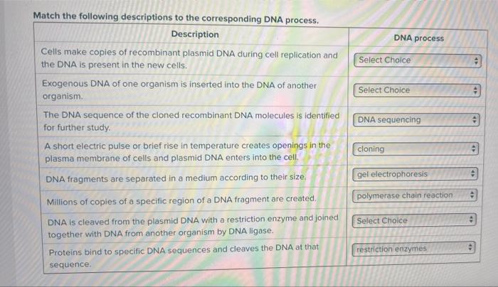 Solved DNA process Select Choice Select Choice DNA | Chegg.com