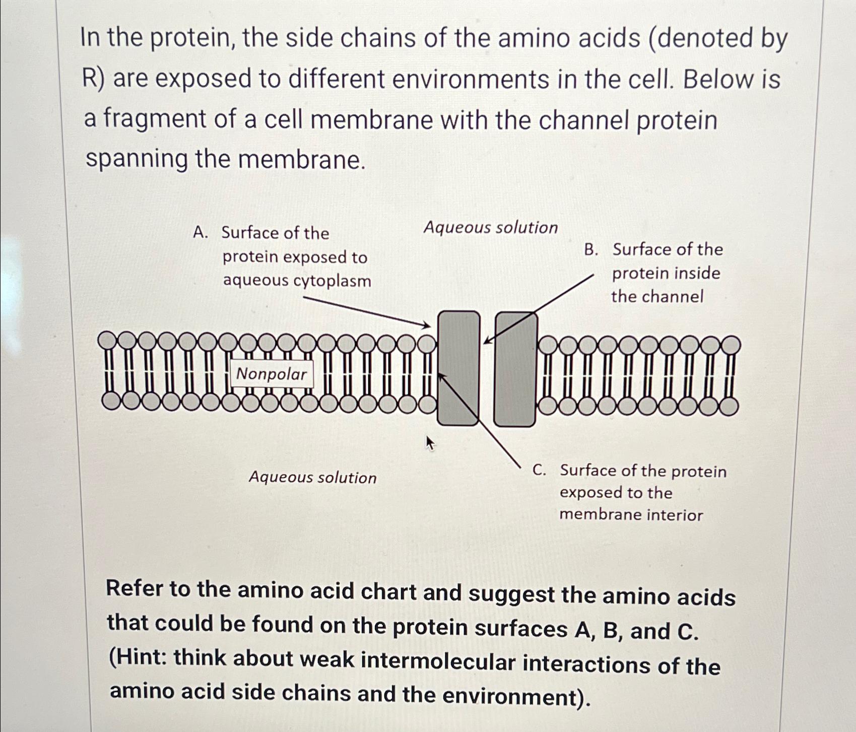 In the protein, the side chains of the amino acids | Chegg.com