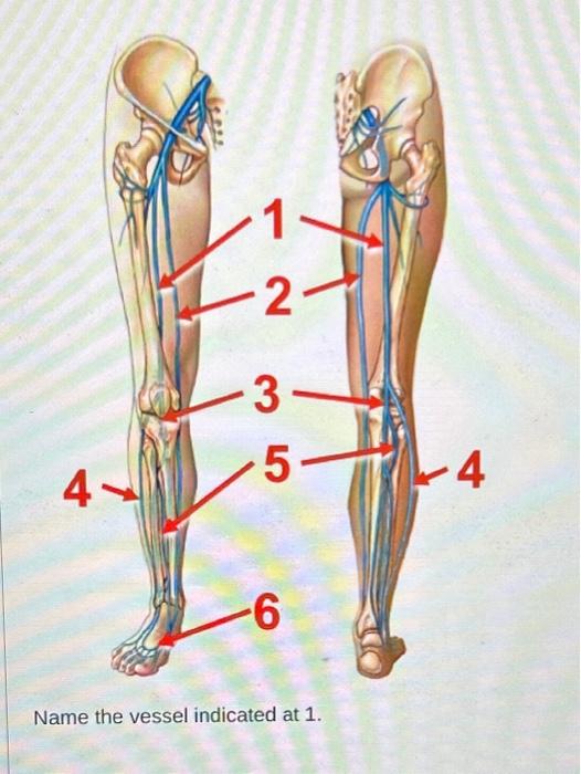 Solved Name the vessel indicated at 1. | Chegg.com