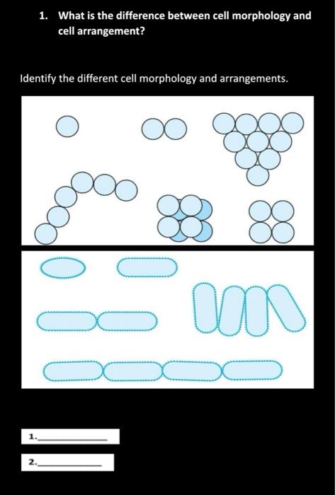 Solved 1. What is the difference between cell morphology and | Chegg.com