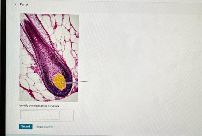 Solved Identify the highlighted region of the | Chegg.com