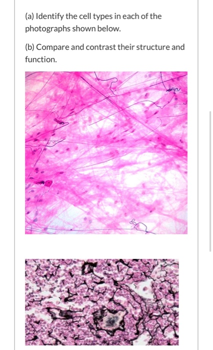 Solved (a) Identify the cell types in the top layer of each | Chegg.com