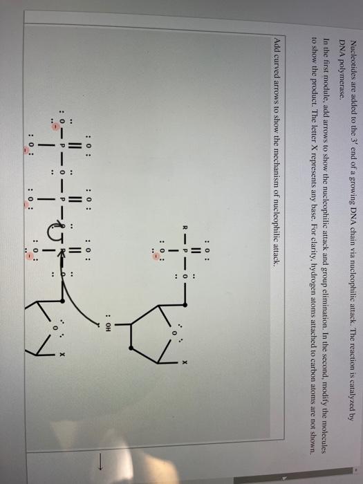 Solved Nucleotides are added to the 3' end of a growing DNA | Chegg.com